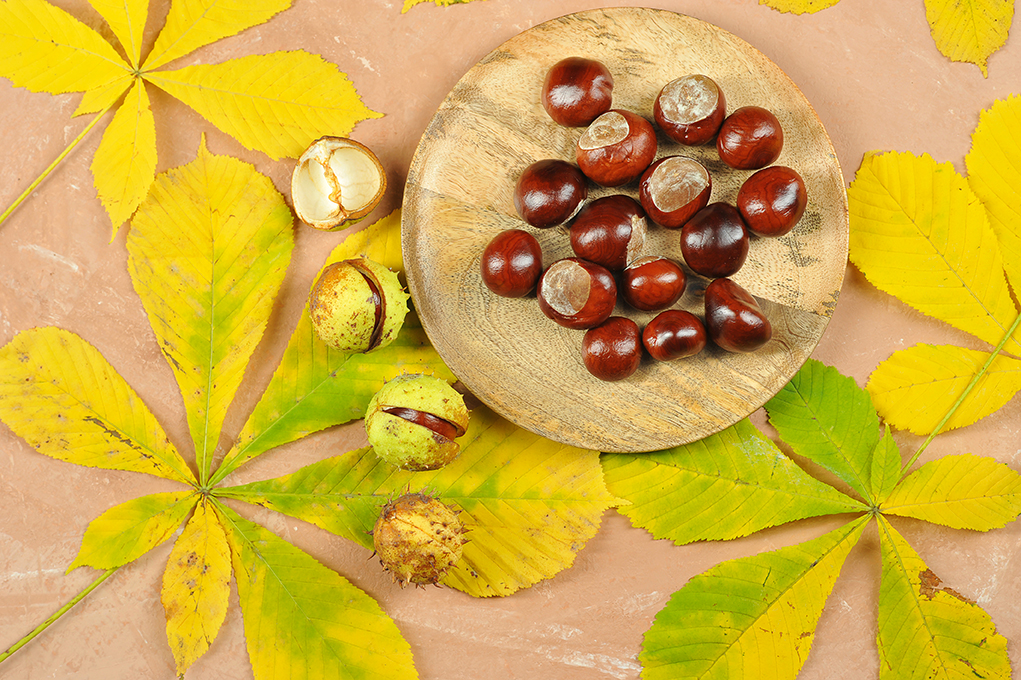 Biofruits - Fruits & légumes bio