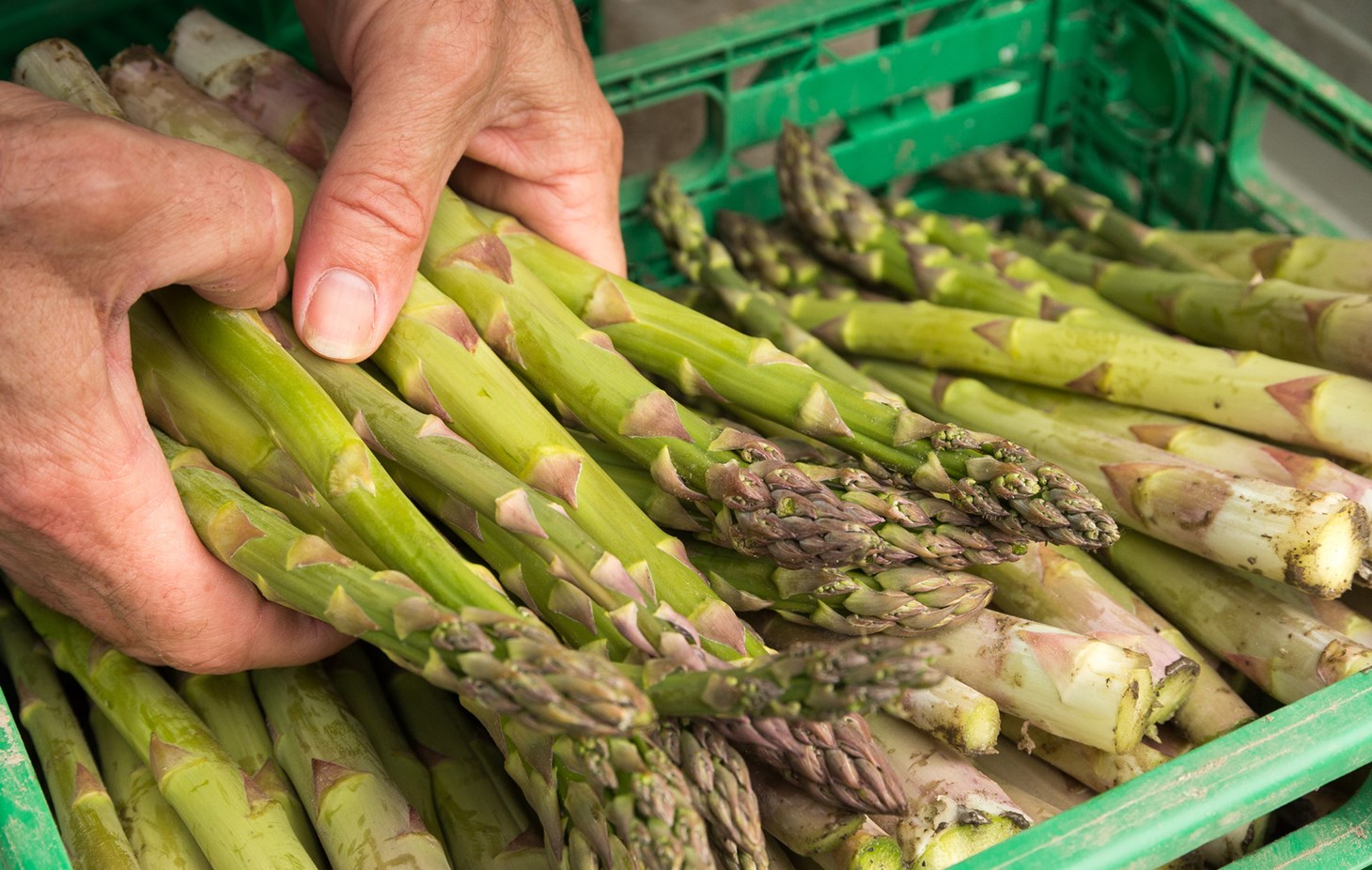 Biofruits - Les asperges valaisannes | Légumes de saison
