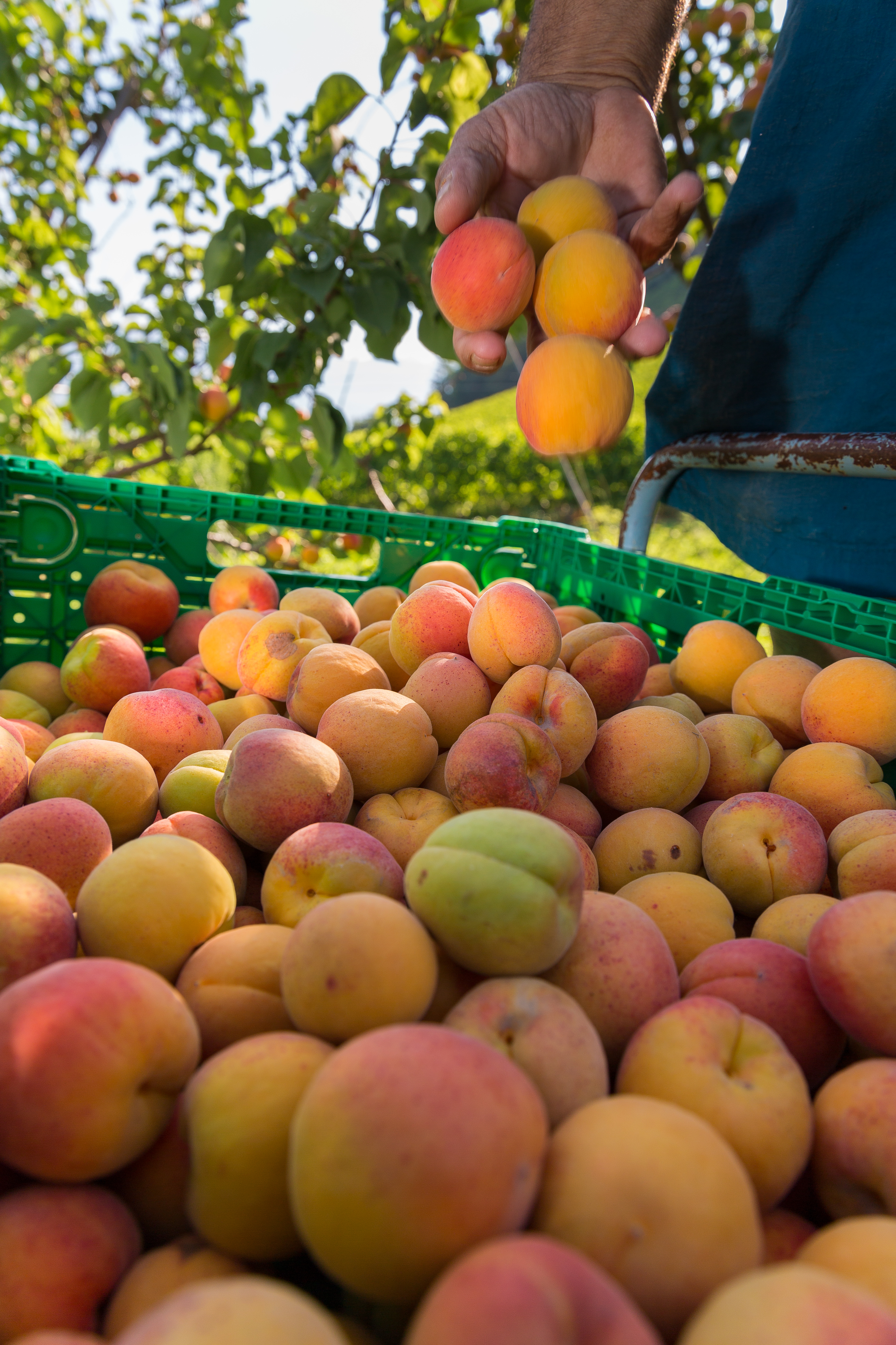 Biofruits - Fruits & légumes biologiques | Magasins BIO suisses
