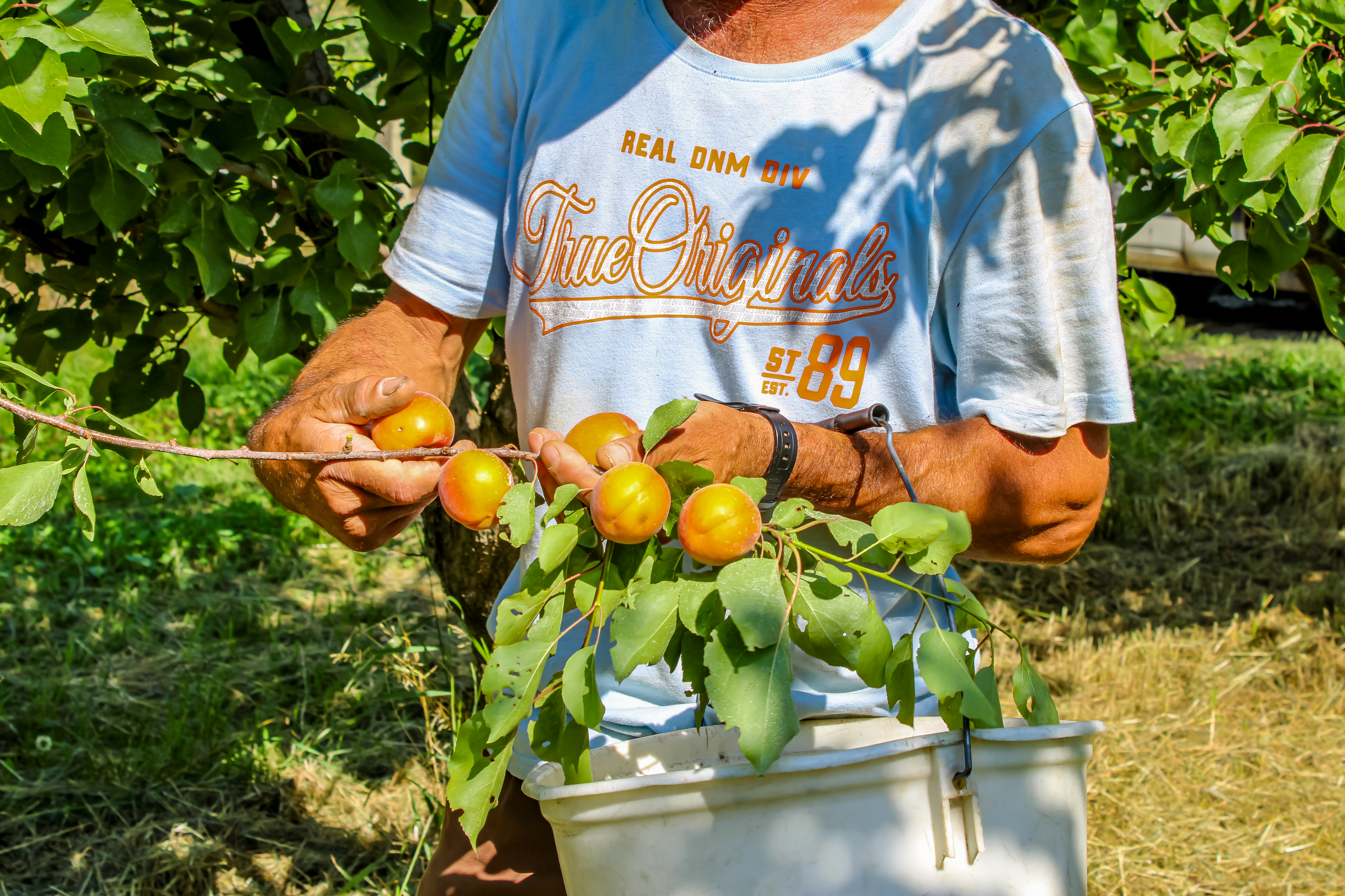 La culture des abricots bio en Valais Une culture de plus en plus ...