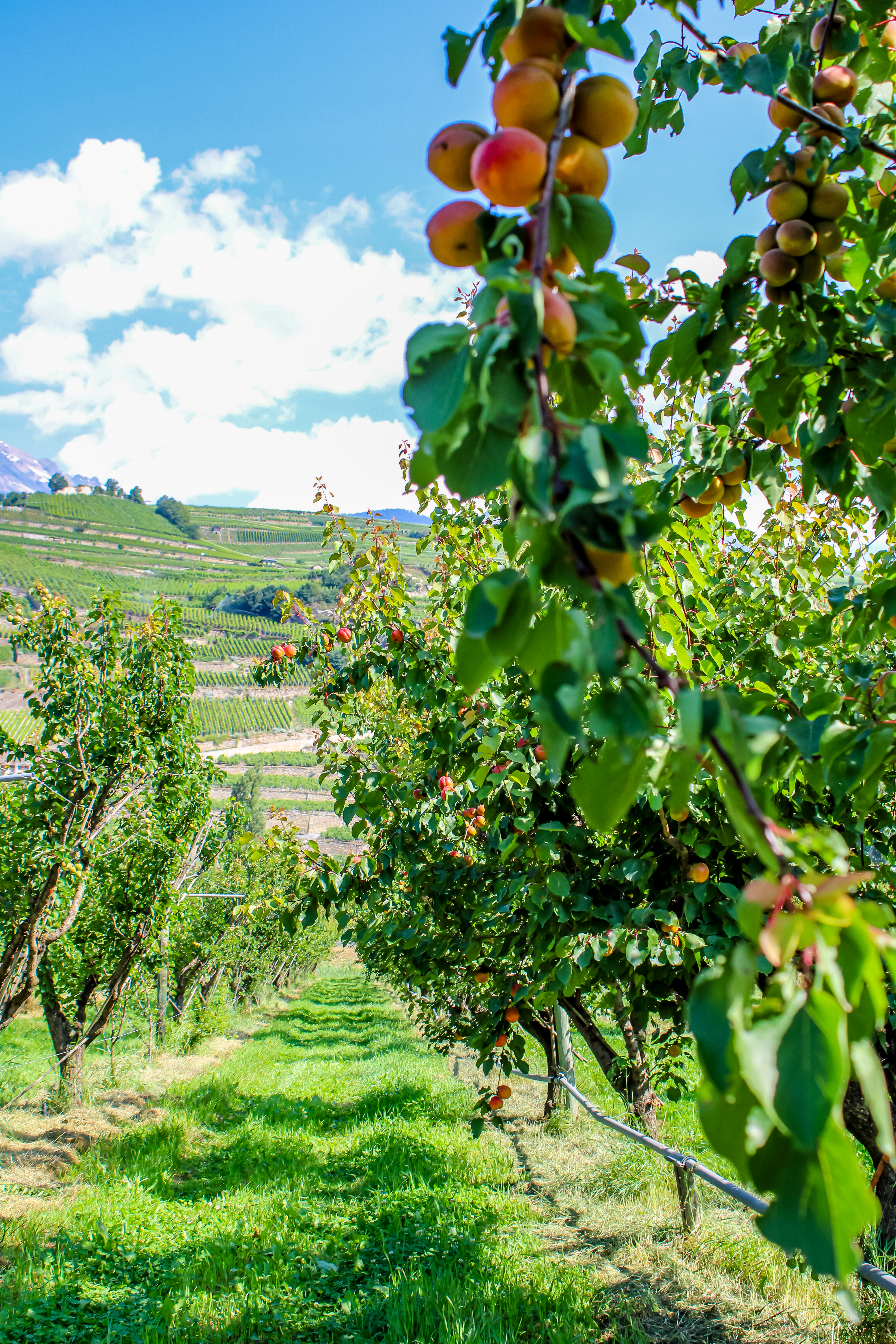 La culture des abricots bio en Valais Une culture de plus en plus ...