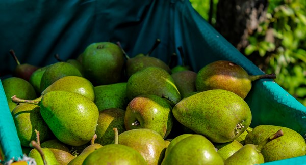 Tout savoir sur les poires : origine, bienfaits et bien plus encore ...