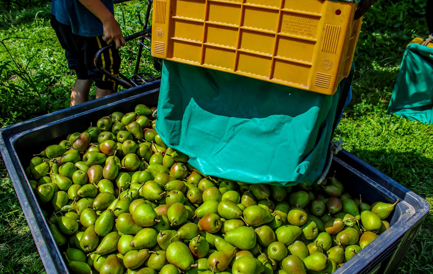 Tout savoir sur les poires : origine, bienfaits et bien plus encore ...